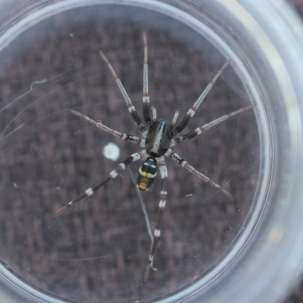 Swift Spiders in January 2022 by bushreader. 5mm body. In kitchen draw ...