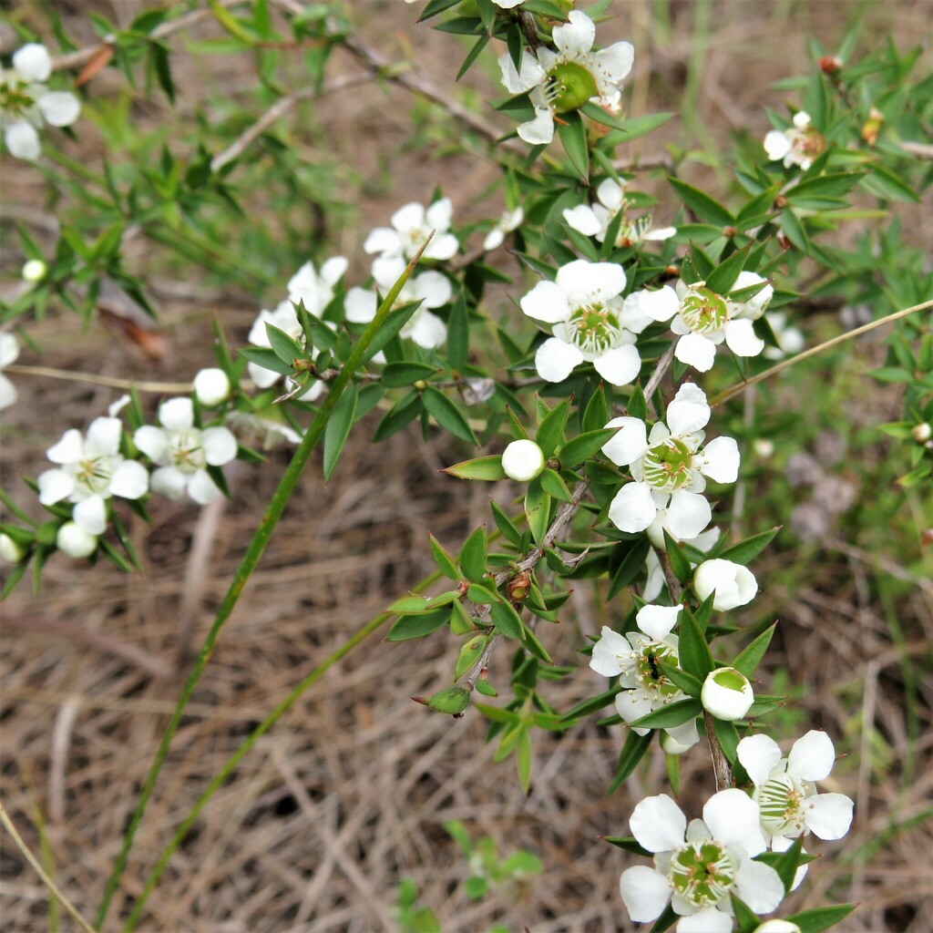 prickly tea-tree from Wallaga Lake NSW 2546, Australia on November 15 ...