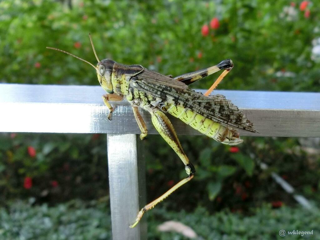 Migratory Locust from 香港藍田 on November 16, 2022 at 03:20 PM by wklegend ...