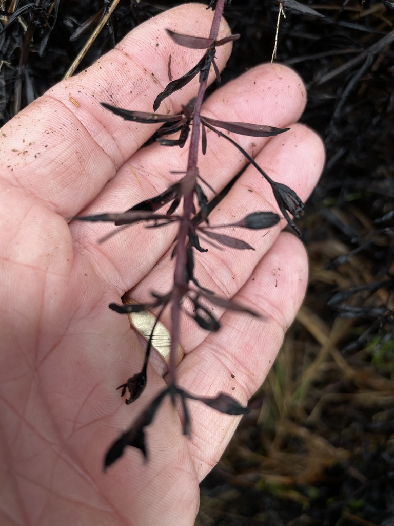 common axil-flower from Polkton, NC, US on November 1, 2022 at 09:56 AM ...