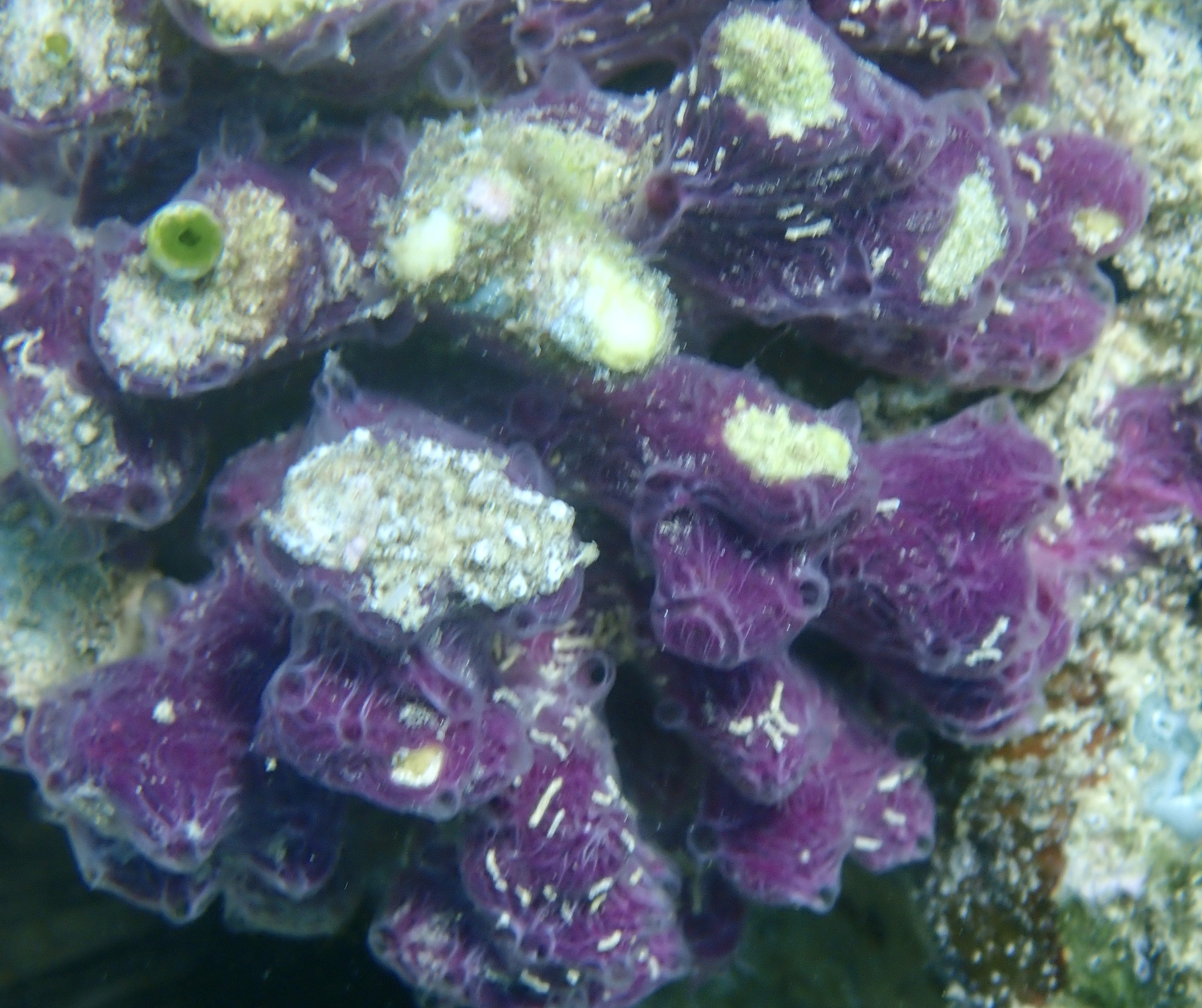 Chalinula nematifera (de Laubenfels, 1954)