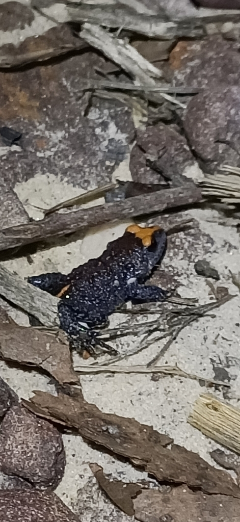 Red-crowned Toadlet in November 2022 by evan-aina · iNaturalist