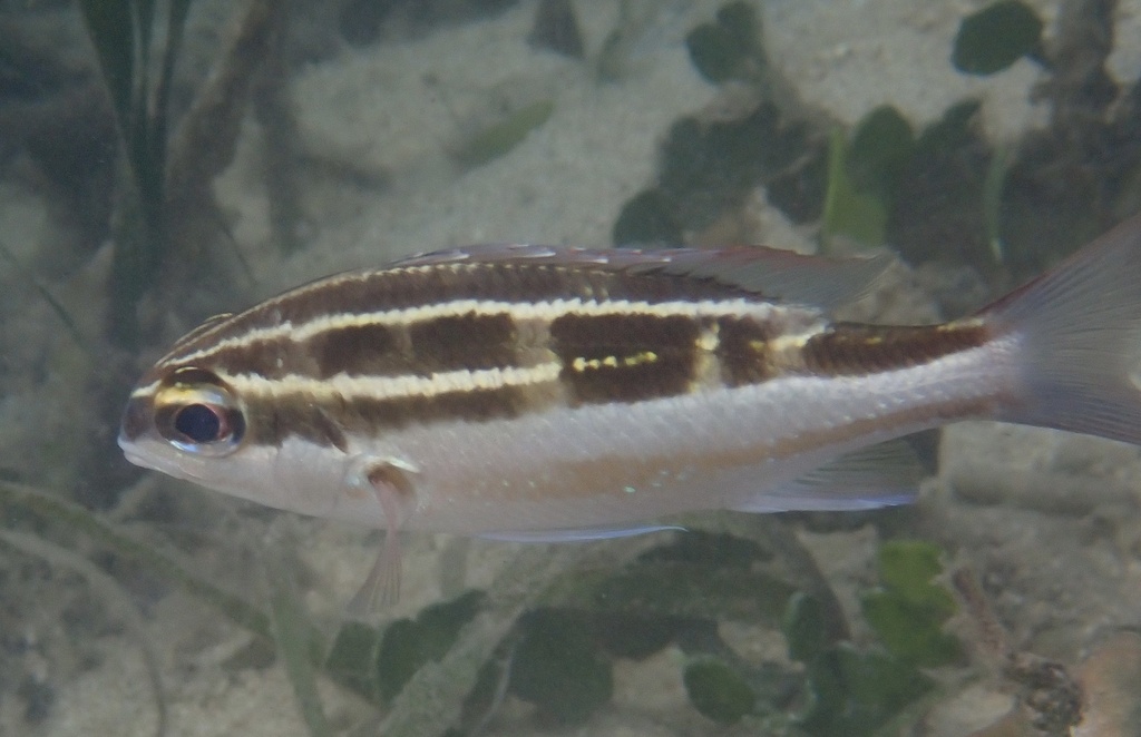 Lined Monocle Bream (Scolopsis lineata) - Marine Life Identification