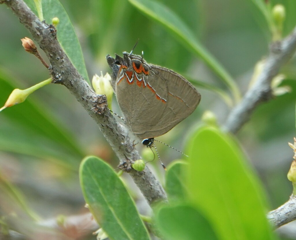 Dusky-blue Groundstreak from Mission, TX, USA on November 02, 2022 at ...
