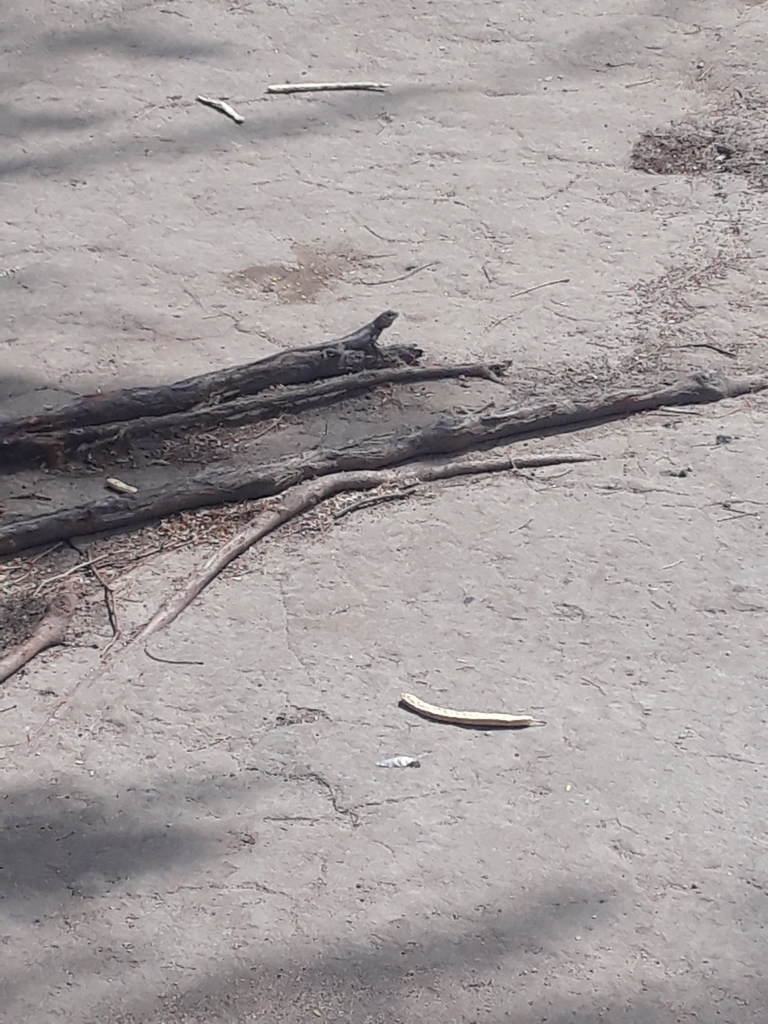Peters' Lava Lizard from Centro, Mossoró - RN, Brasil on November 16 ...