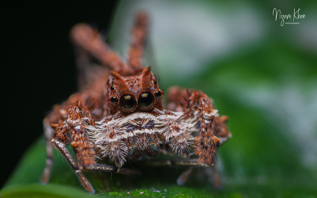 Fringed Jumping Spider from Upper Thomson Rd, Singapore on August 10 ...