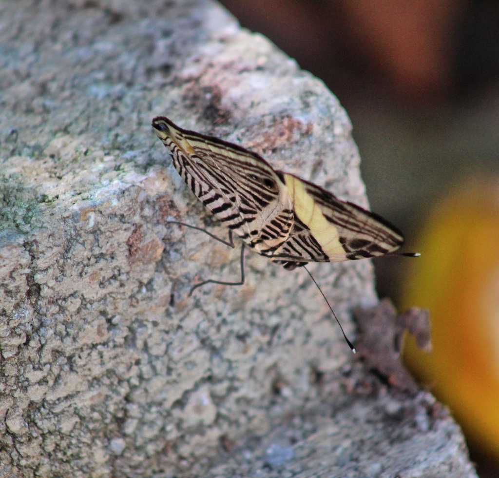 Dirce Beauty from Laguna de Kaan Luum on November 10, 2022 at 12:52 PM ...