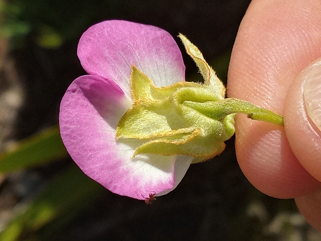 Wedgeleaf Capesweetpea (Podalyria argentea) - Botanical Realm