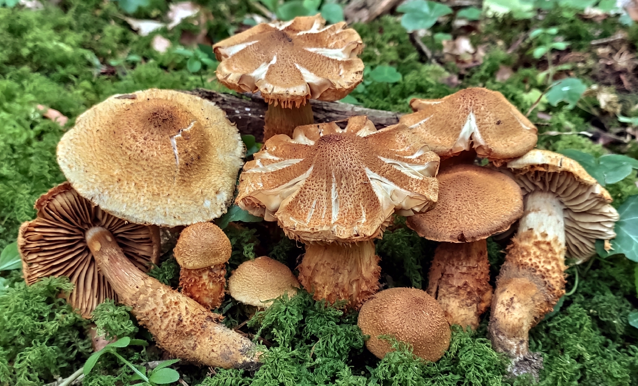 Cortinarius humicola (Quél.) Maire