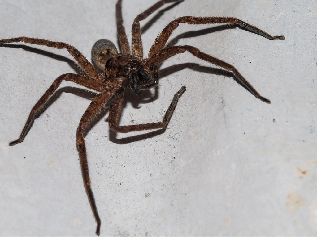Giant Huntsman Spiders from Tarzali QLD 4885, Australia on November 16 ...