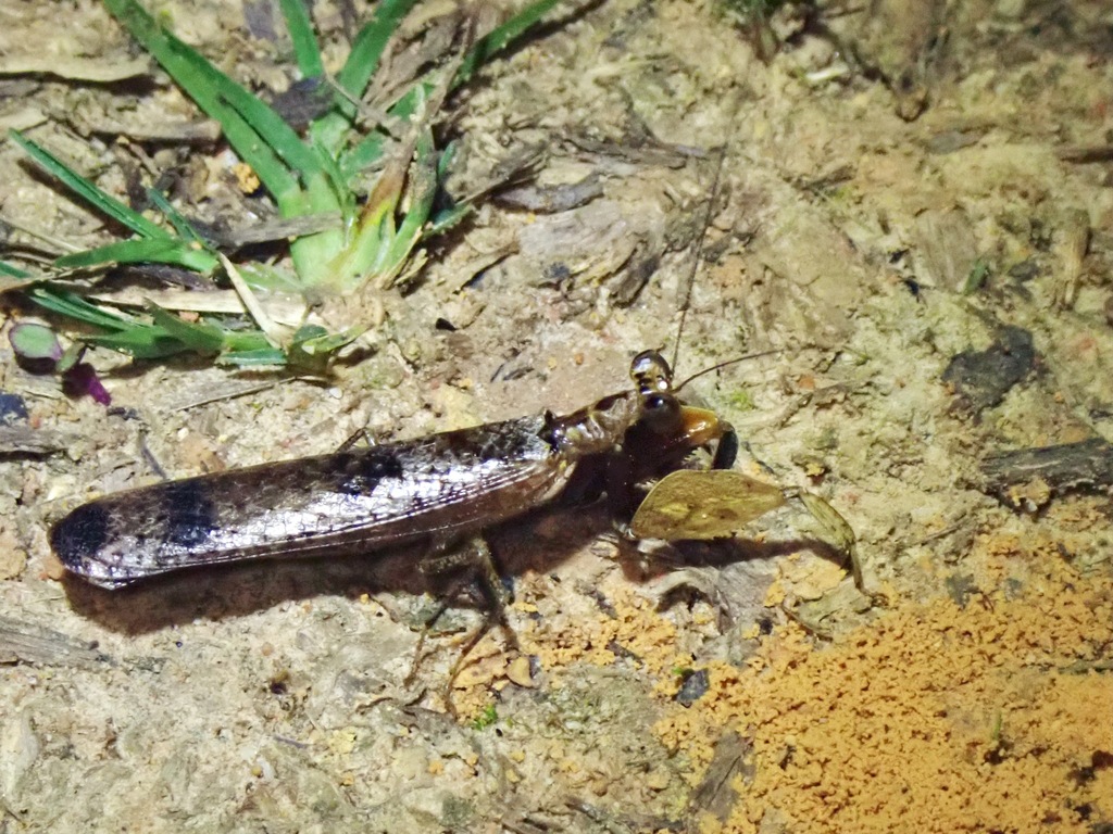 Astyliasula from Sabah, Malaysia on October 29, 2022 at 10:00 PM by ...