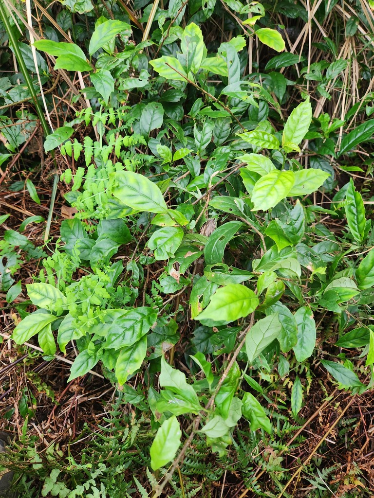 Maesa perlaria formosana from 台灣台北 on November 15, 2022 at 04:29 PM by ...