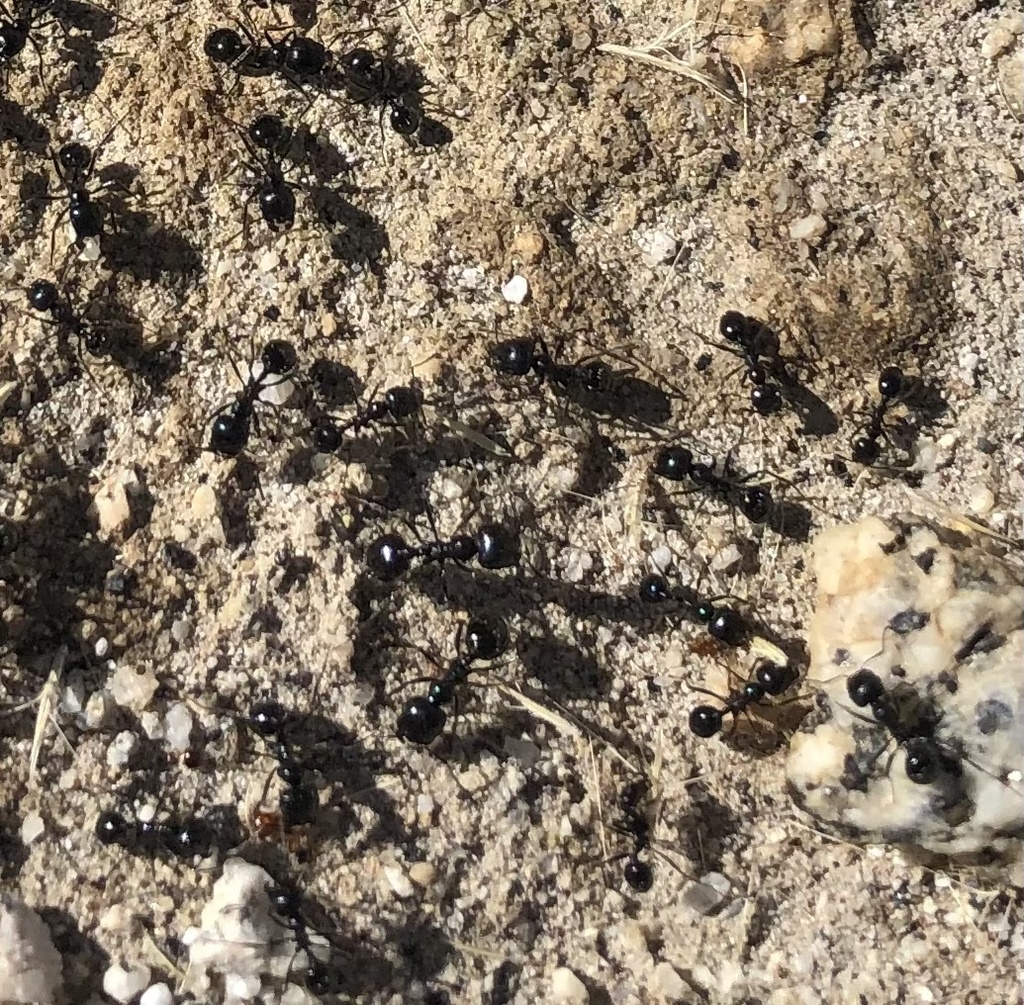 Veromessor pergandei from Anza-Borrego Desert State Park, Julian, CA ...