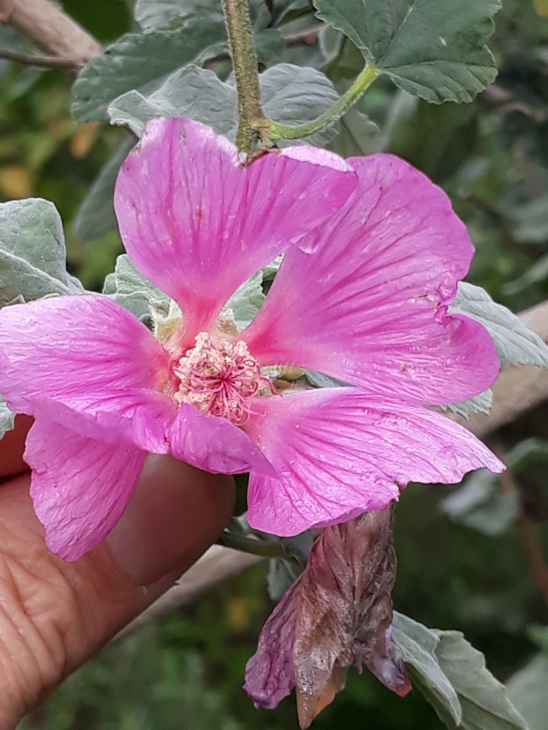 Mallow and Hibiscus Family from Hôpital Saint-Louis, 75010 Paris ...