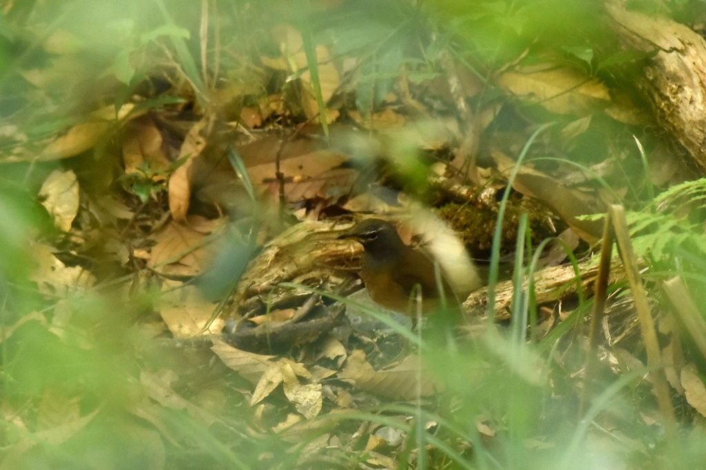 Eyebrowed Thrush from 觀霧 賞鳥步道 on November 14, 2022 at 02:49 PM by 陳柏璋 ...