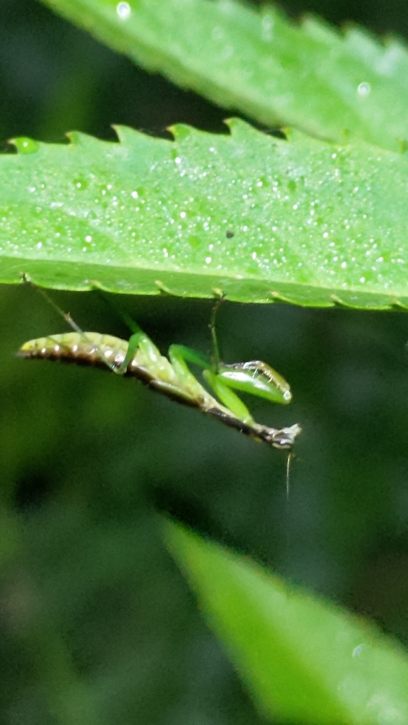 Asian Ant Mantis from Nantou, TW-TA, TW on November 16, 2022 at 08:21 ...