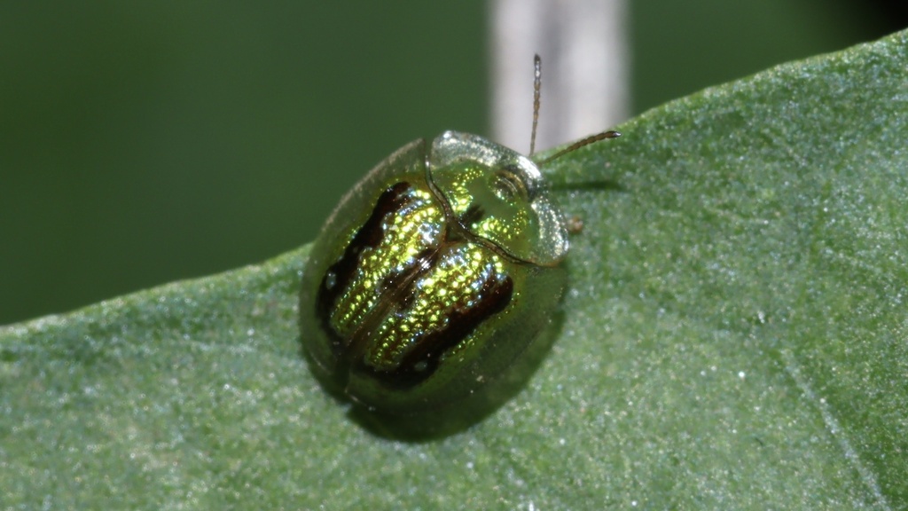 Green Tortoise Beetle from 光侨北路, 深圳市, 广东省, CN on November 16, 2022 at ...