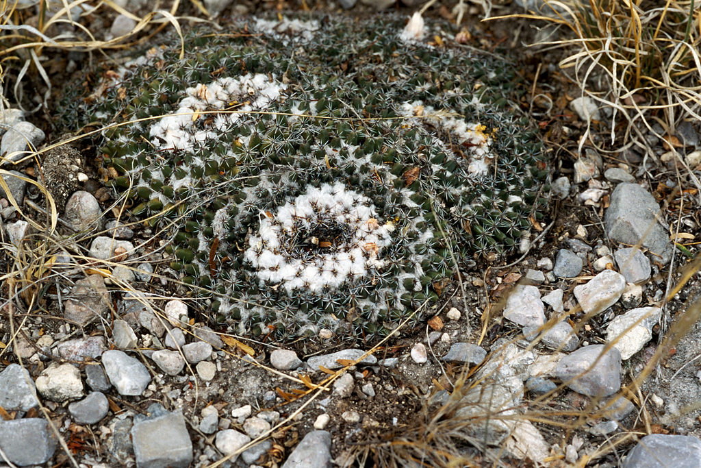 Mammillaria formosa formosa from Guadalcázar, San Luis Potosí, Messico ...