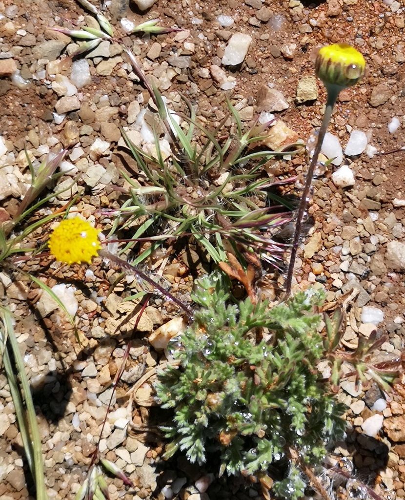 Large Buttons (Cotula microglossa) - Botanical Realm