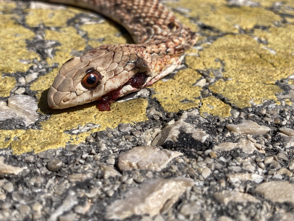 Moila Snake from Dhofar, OM on 16 November, 2022 at 11:34 AM by Joachim ...