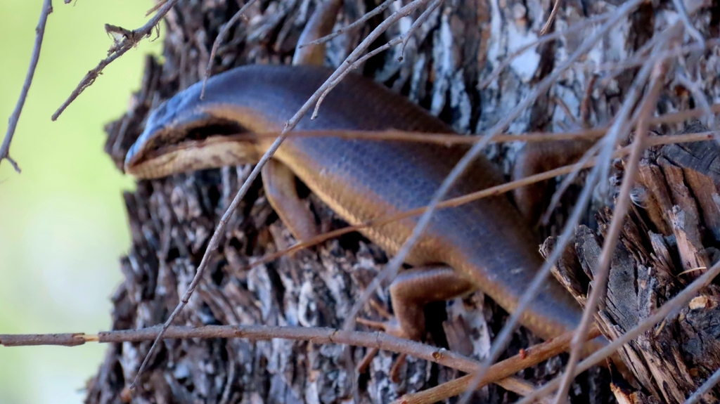 Ovambo Tree Skink from Oshikoto Region, Namibia on November 9, 2022 at ...