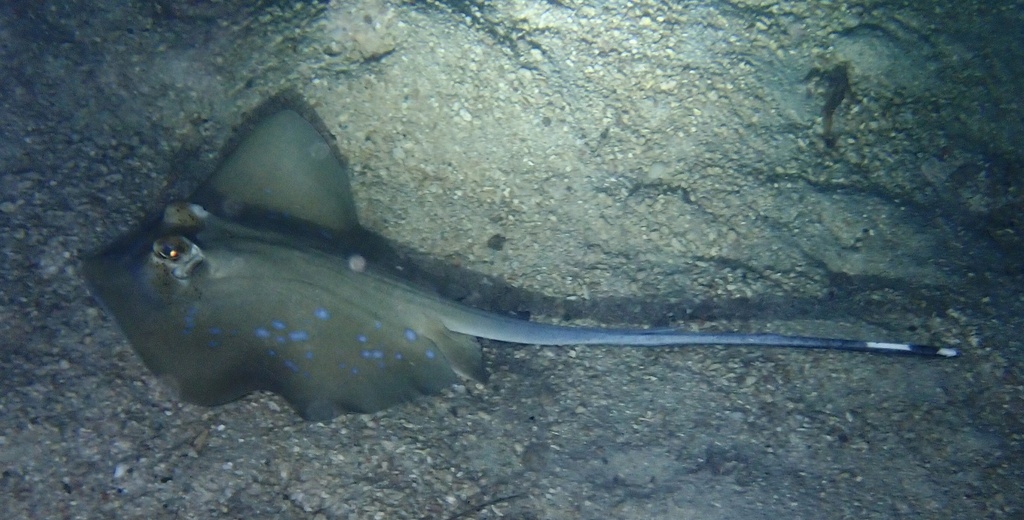 Oriental Bluespotted Maskray from Teluk Sahaong, North Sulawesi, ID on ...