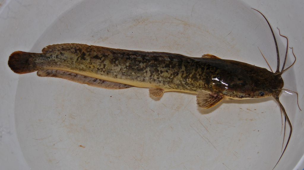 Sharptooth Catfish (Clarias gariepinus) - Marine Life Identification