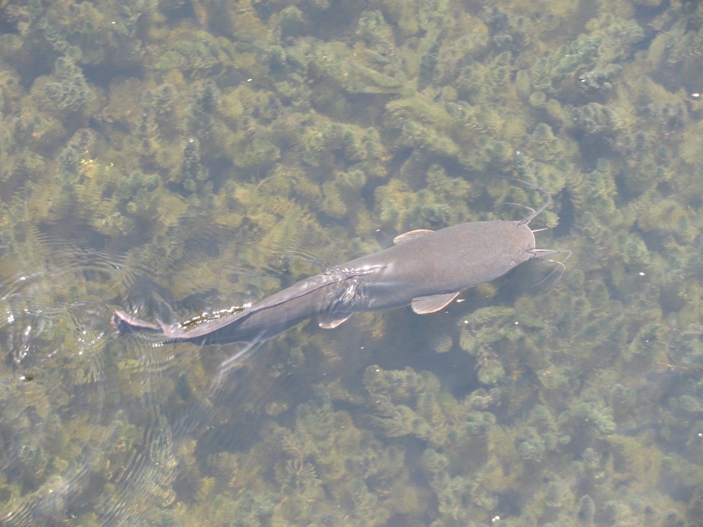 Sharptooth Catfish (Clarias gariepinus) - Marine Life Identification