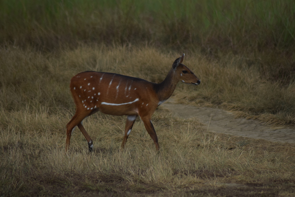 Northern Bushbuck from Module 0 on September 7, 2022 at 01:51 PM by ...