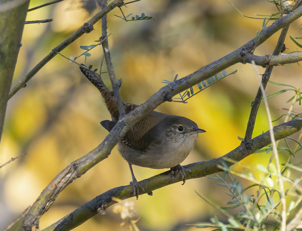 Northern House Wren from Mesa, AZ, USA on 15 November, 2022 at 10:10 AM ...