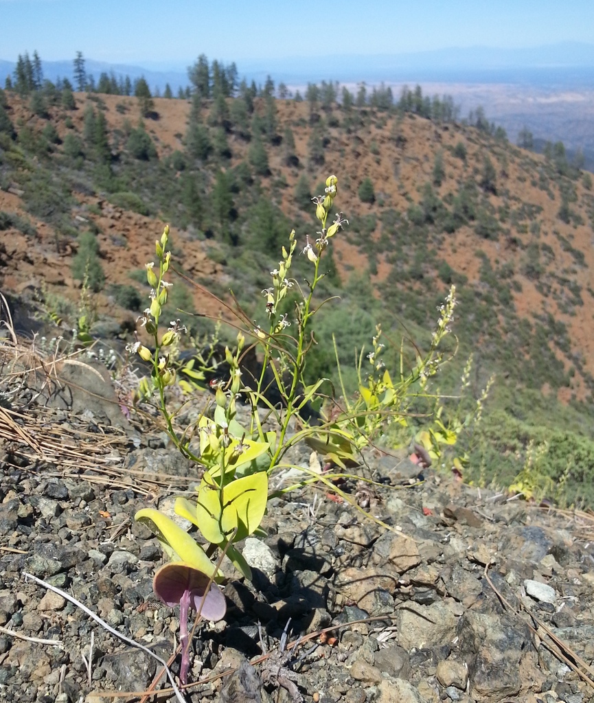 sickle-fruit jewelflower in June 2015 by Julie Ann Kierstead · iNaturalist