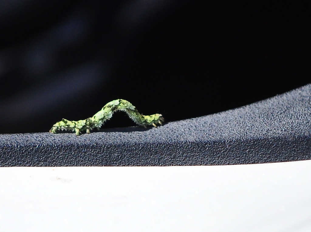 Beautiful Hook-tip from 92536 Pfreimd, Deutschland on 02 September ...