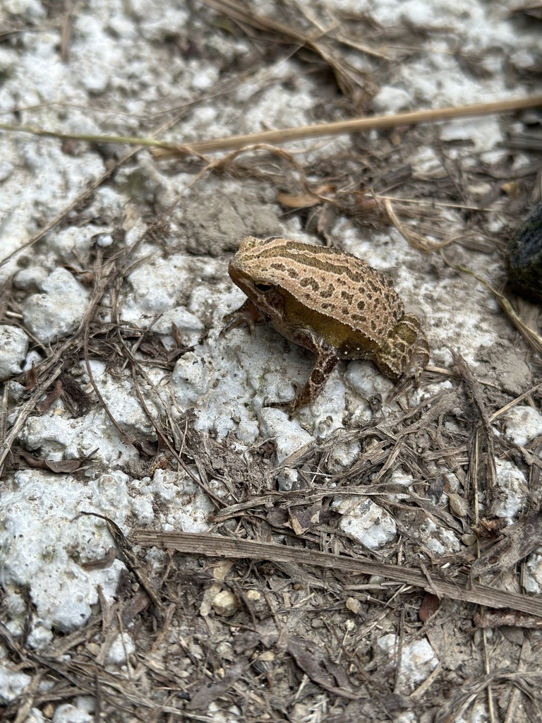 Striped Sticky Frog from Hok Tau Country Trail, Kwan Tei, New ...