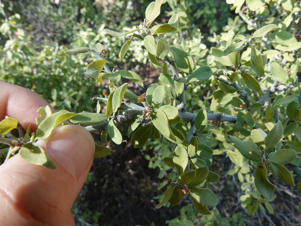 lotebush from Red Rock Canyon National Conservation Area, Clark, Nevada ...