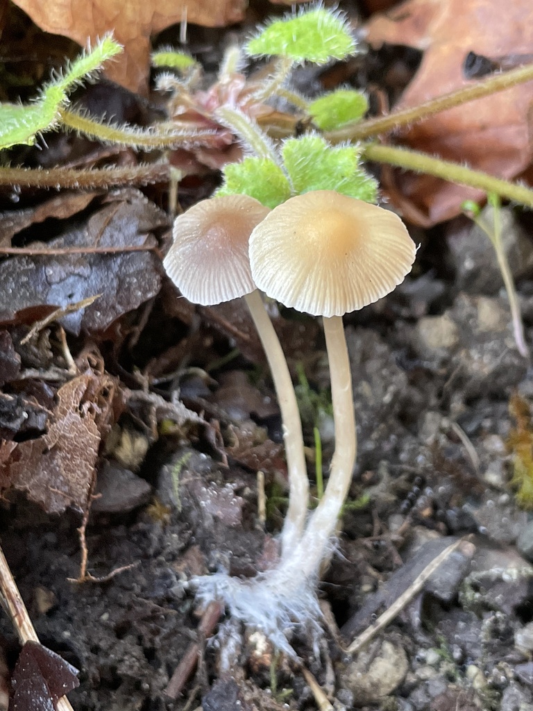 red edge brittlestem from 188th Ave SE, Auburn, WA, US on November 15 ...