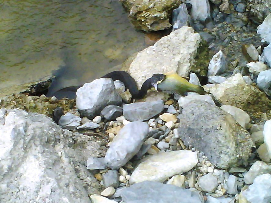 Plain-bellied Watersnake in May 2009 by Mark Pyle · iNaturalist