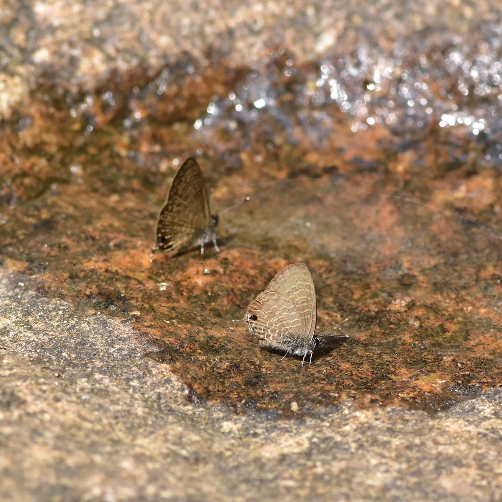 Common Line Blue from Mechal on October 28, 2022 at 12:17 PM by Renjith ...