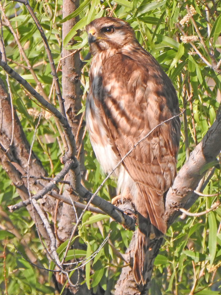 Gray Hawk from ruby az on May 18, 2018 at 04:42 PM by David Bygott ...