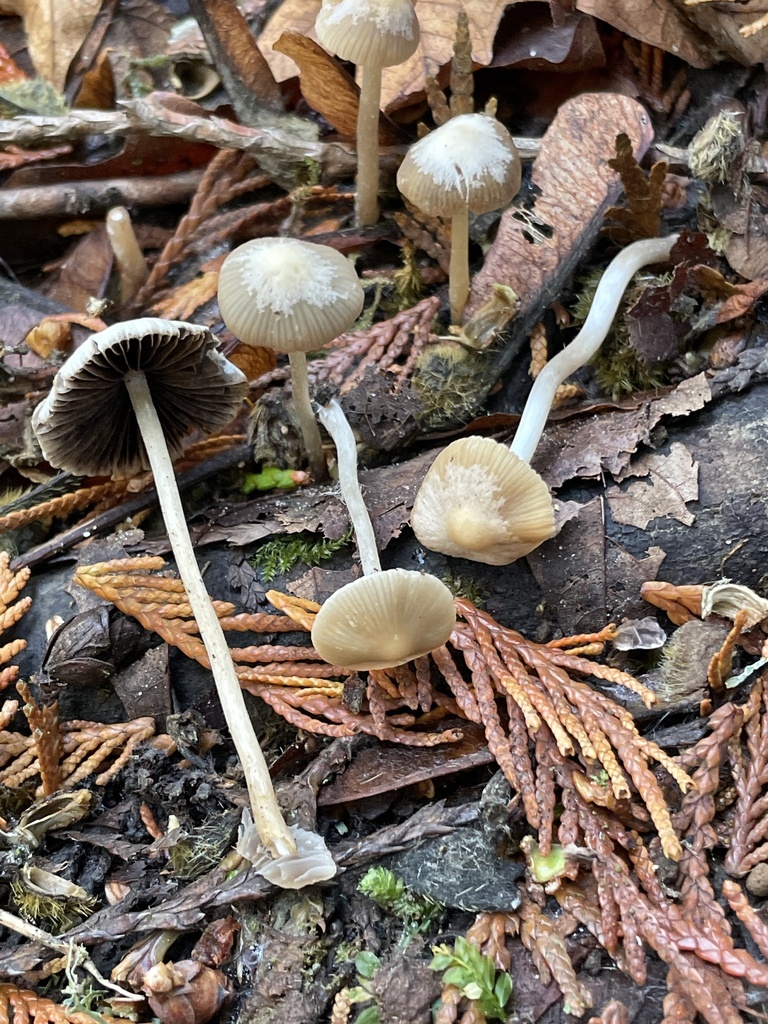 red edge brittlestem from SE 373rd St, Auburn, WA, US on November 15 ...
