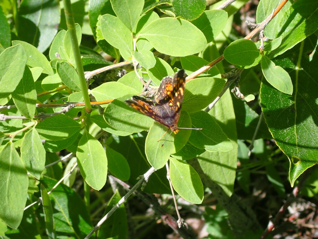 Field Crescent from Kananaskis, AB T0L, Canada on July 12, 2022 at 11: ...