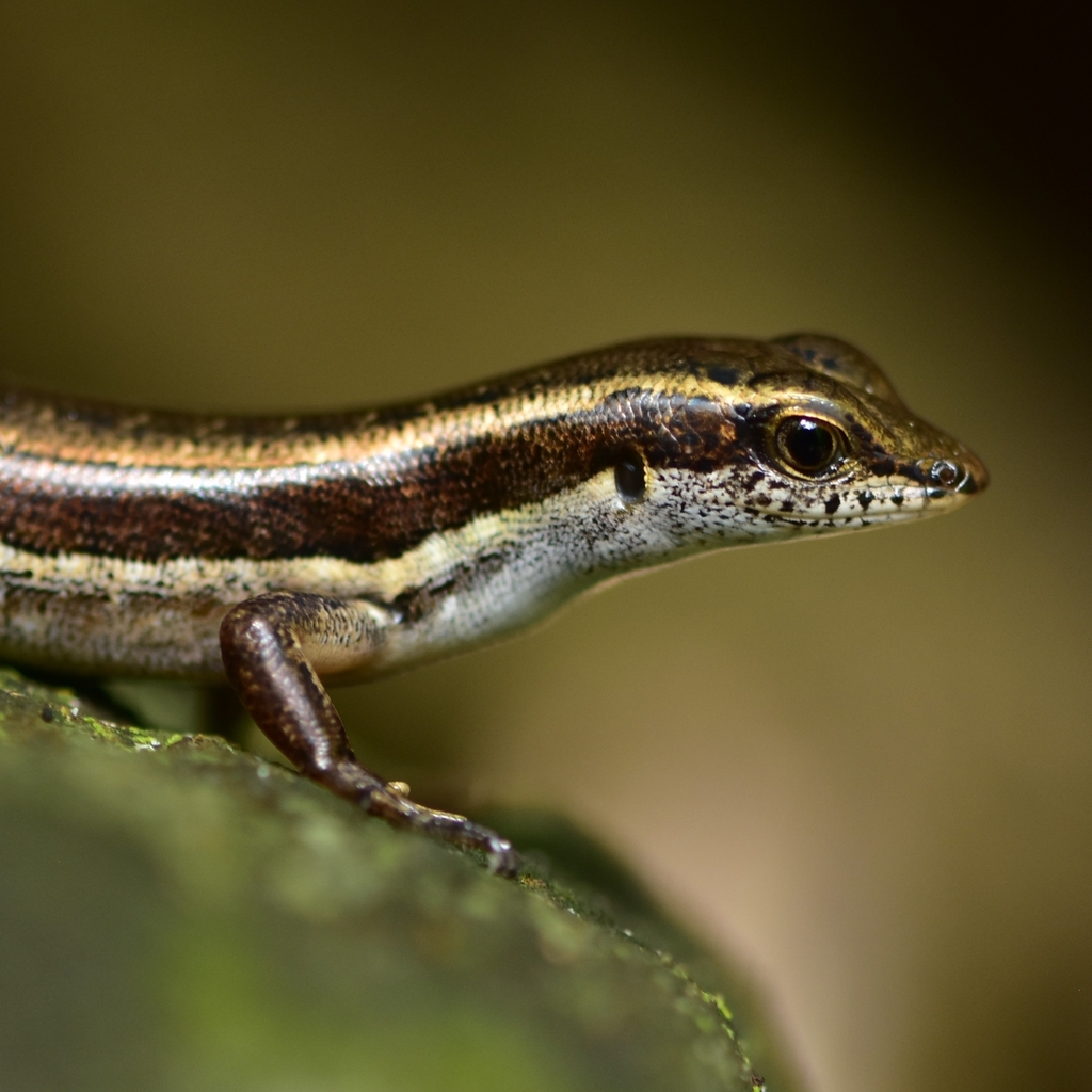 Dussumier's Litter Skink (Reptiles of Sri Lanka) · iNaturalist