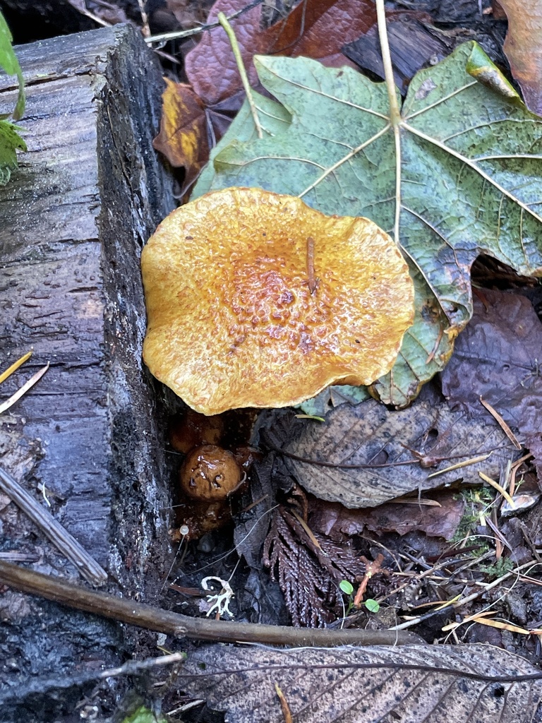 Pholiota limonella from SE 373rd St, Auburn, WA, US on November 15 ...