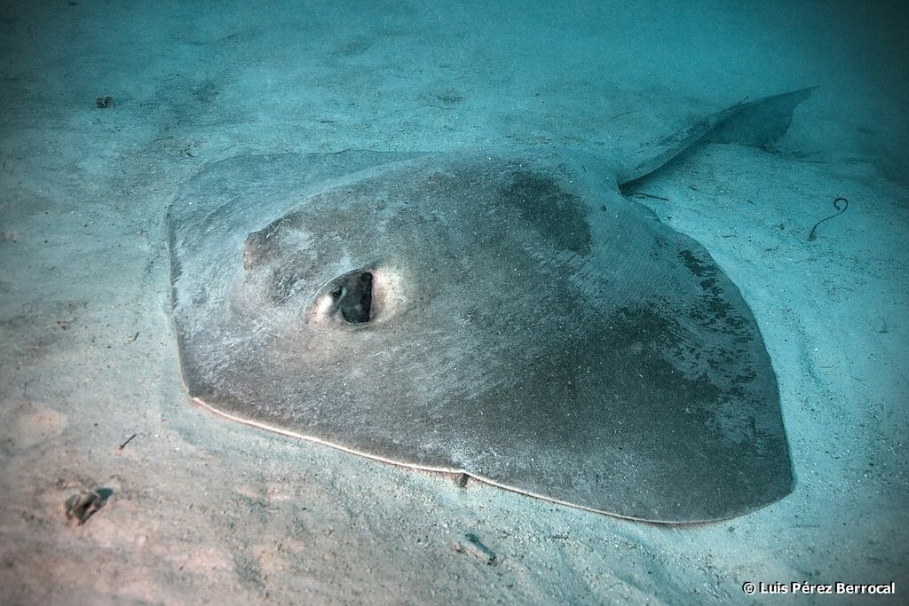 Broad Cowtail Stingray (Fishes of Heron Island) · iNaturalist