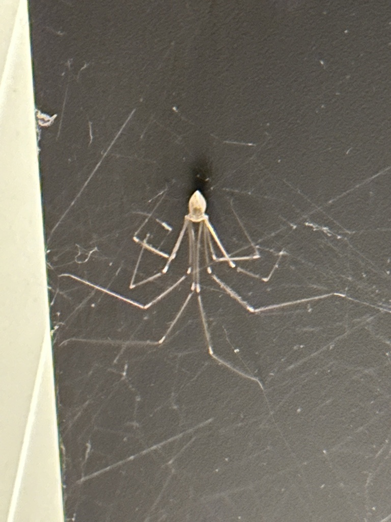 Pholcus from Santa Barbara County, US-CA, US on October 10, 2022 at 08: ...