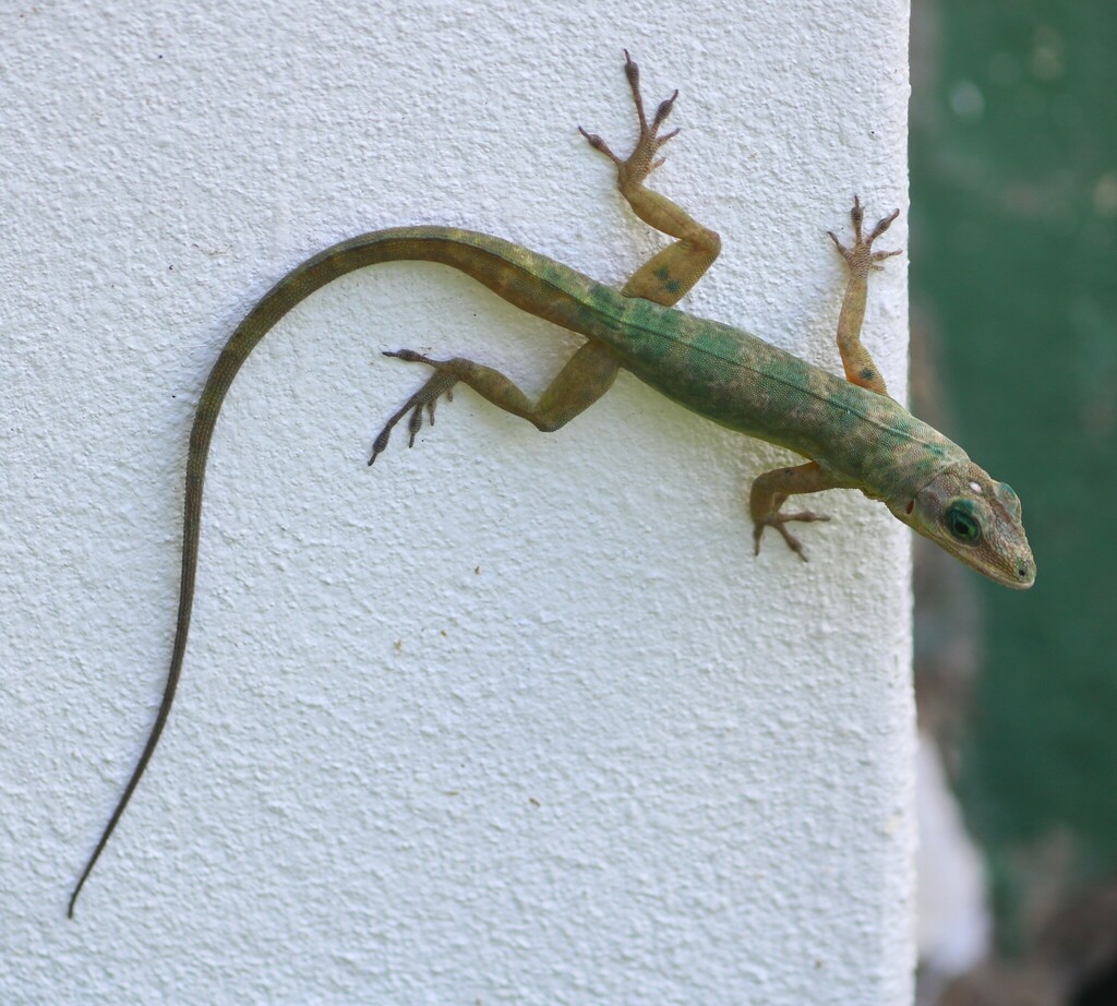 Bronze Anole from The Lime, Grenada on November 16, 2022 at 04:28 PM by ...