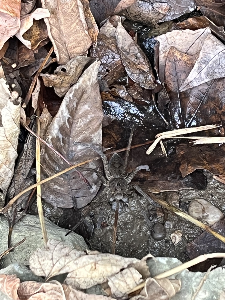 Banded Fishing Spider from Rentschler Forest Preserve, Hamilton, OH, US ...