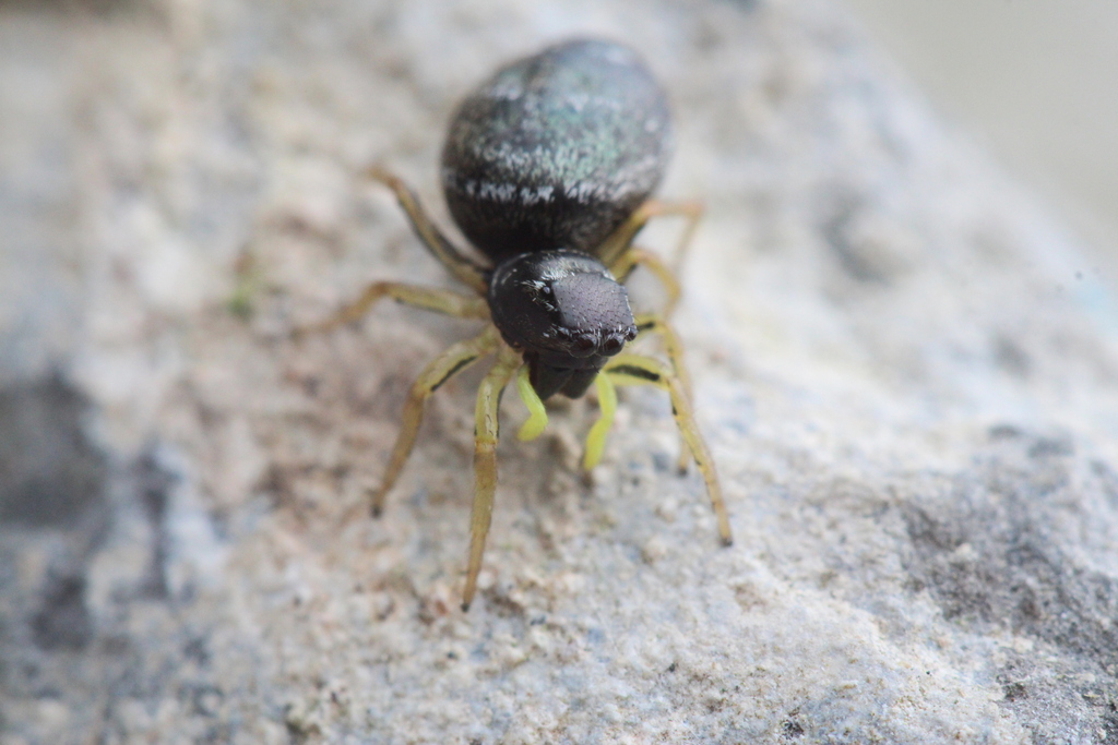 Sun Jumping Spiders from Somerset, UK on May 11, 2017 at 02:52 PM by ...