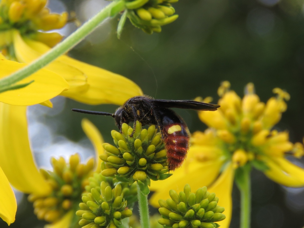 Two-spotted Scoliid Wasp from Harford County, MD, USA on September 08 ...