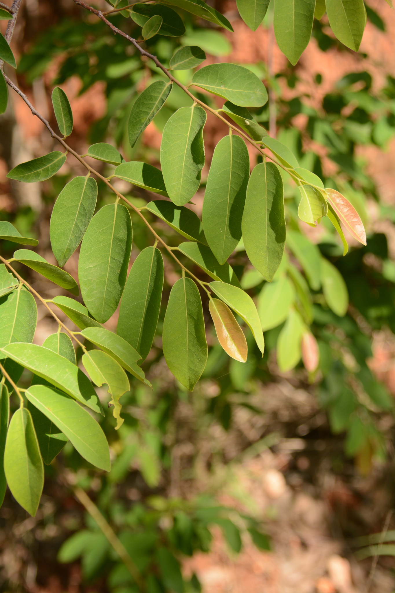 Xylopia parviflora (A.Rich.) Benth.