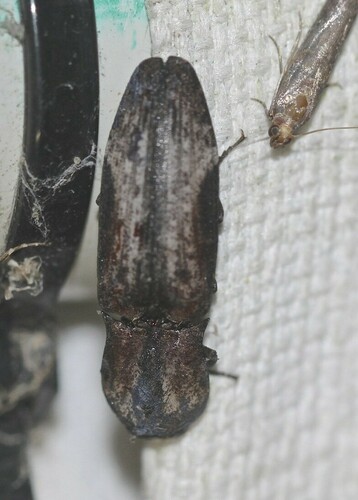 Cryptalaus lectilis · iNaturalist Mexico